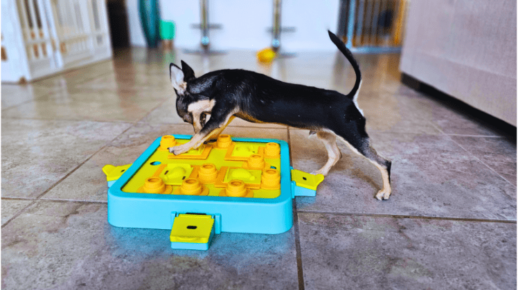 7 Enrichment Activities for Chihuahuas - Fun for Chihuahuas!