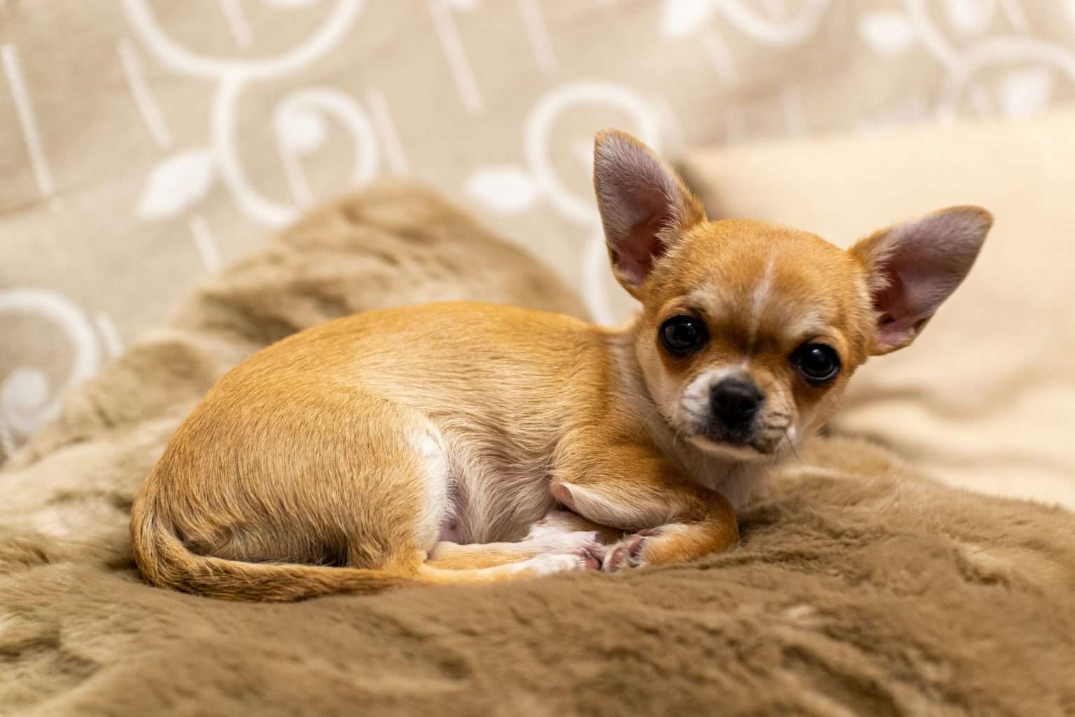 The Joy of the Apple Head Chihuahuas: Your Ultimate Guide