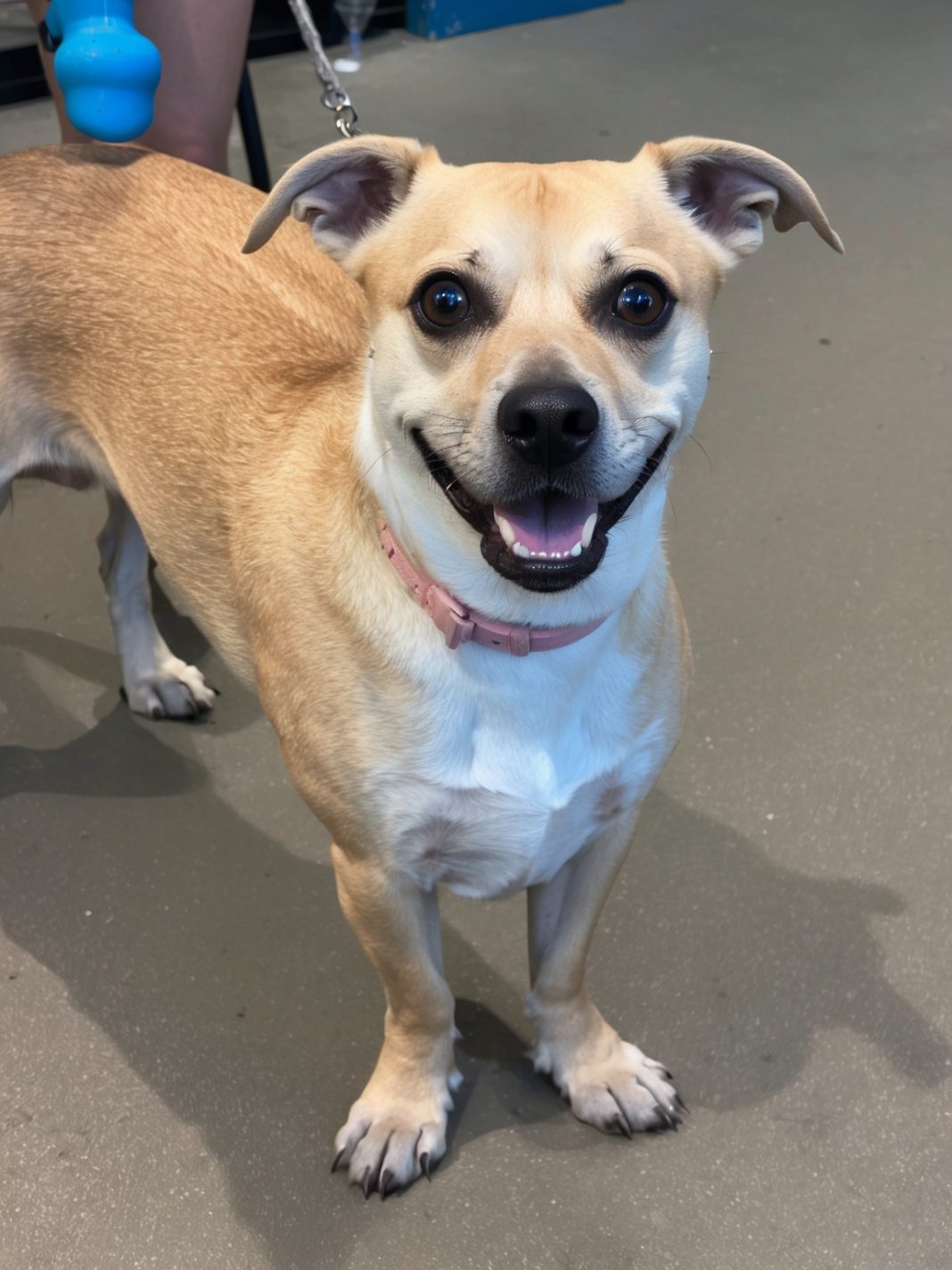 Understanding the Chihuahua Pitbull Mix: A Comprehensive Guide to the ...